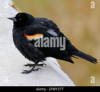 A selective focus shot of a red-winged blackbird (agelaius phoeniceus ...