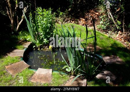a small newly installed garden pond with fresh planting Stock Photo - Alamy