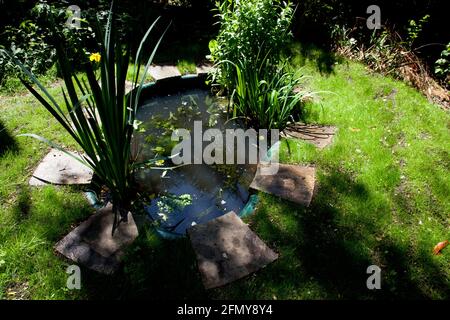 a small newly installed garden pond with fresh planting Stock Photo - Alamy