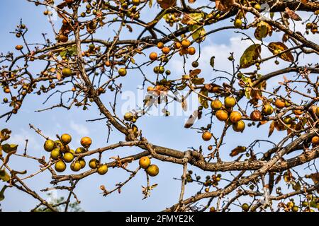 kendu fruit also know as Indian forest Persimmon fruit in trees Stock ...
