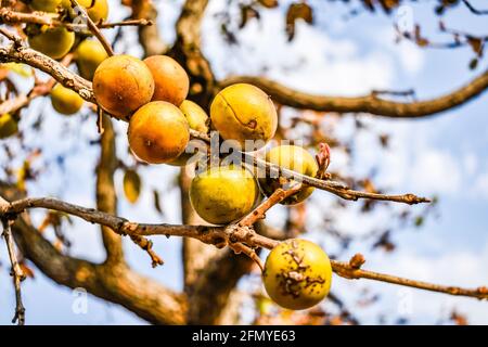kendu fruit also know as Indian forest Persimmon fruit in trees Stock ...