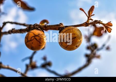 kendu fruit also know as Indian forest Persimmon fruit in trees Stock ...