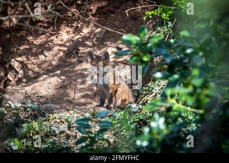 Red Fox cubs only weeks old explore surroundings in the spring sunshine ...