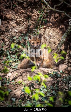 Red Fox cubs only weeks old explore surroundings in the spring sunshine ...