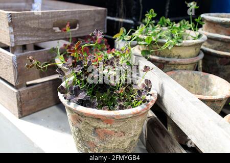 clay pots with white clover and boxwood in a wooden box with rope ...