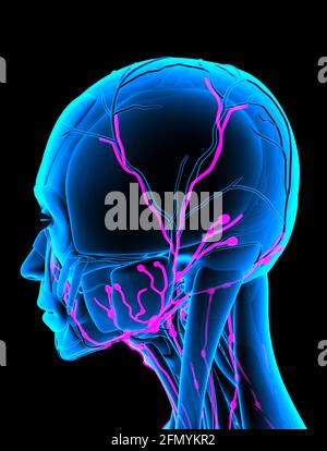 circulatory nervous and lymphatic system of human head anatomy Stock ...
