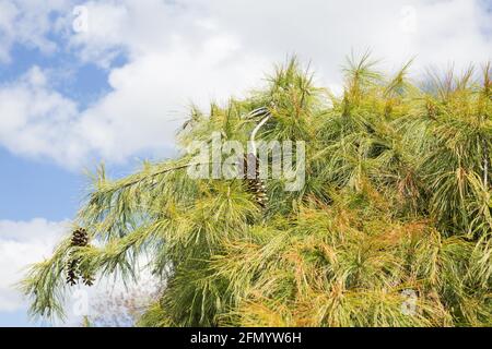 Pinus Strobus 'Pendula', weeping Eastern white pine tree Stock Photo ...