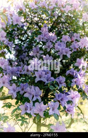 Rhododendron – Bluebird Group abundantly flowered Stock Photo - Alamy
