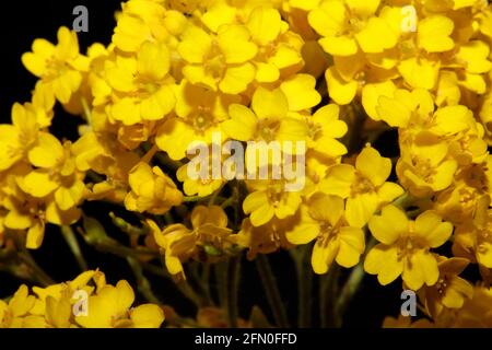 Small yellow bush flower blossom macro botanical background Aurinia ...