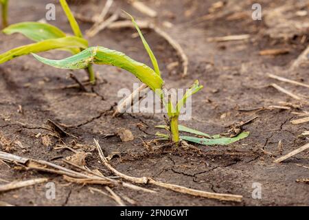 Corn plant leaf damage from wind and hail. Storm damage, crop insurance ...