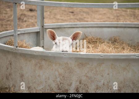 Hiding lamb, Yorkshire, England Stock Photo - Alamy