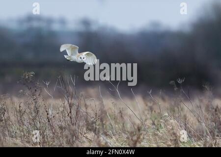 ISO3200, A single Barn Owl hunting over open countryside, early morning ...