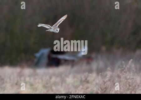 ISO3200, A single Barn Owl hunting over open countryside, early morning ...