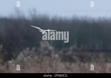 ISO3200, A single Barn Owl hunting over open countryside, early morning ...