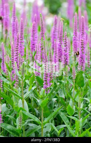 Speedwell Veronica "Purpleicious Stock Photo - Alamy