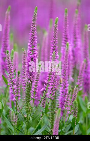 Speedwell Veronica "Purpleicious Stock Photo - Alamy