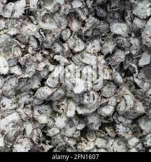 White oyster shells with life oysters Stock Photo - Alamy