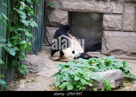 The giant pandas enjoy life in Panda Valley in Chengdu City, south ...