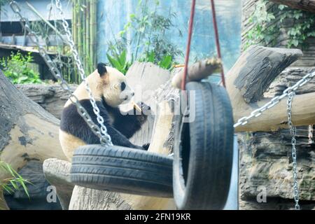 The giant pandas enjoy life in Panda Valley in Chengdu City, south ...