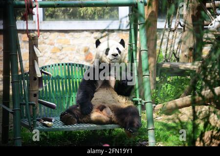 The giant pandas enjoy life in Panda Valley in Chengdu City, south ...
