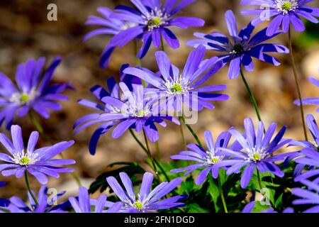 Blue Anemone in bloom (Anemone apennina), Pollino National Park ...