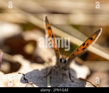 Macro shot of a butterfly with orange wings perched on a stem of ...