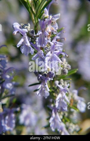 A selective focus shot of a purple rosemary flower on a green ...