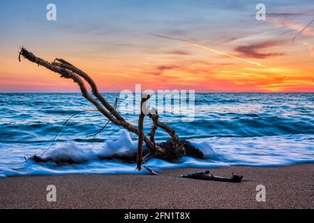 ld wood trunk snag in water at beach on beautiful sunset Stock Photo ...