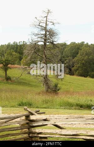 Dead dry rotten pine tree standing slanted leaning on other pine trees ...