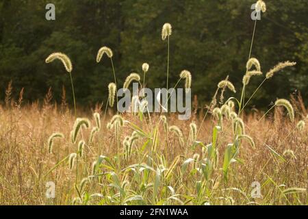 Green heads of Barley Grass weed Hordeum leporinum Family Poaceae ...