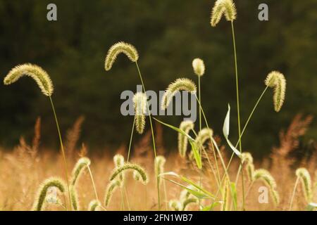 Wild barley grass; hare barley or common foxtail weed. Seed heads in ...