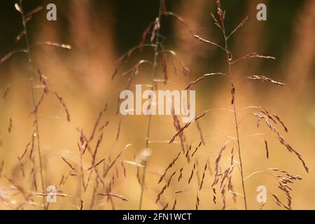 Switchgrass (Panicum virgatum) close up - USA Stock Photo - Alamy