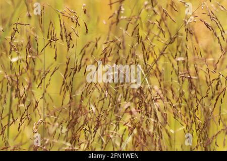 Switchgrass (Panicum virgatum) close up - USA Stock Photo - Alamy