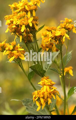 Wingstem (Verbesina alternifolia Stock Photo - Alamy