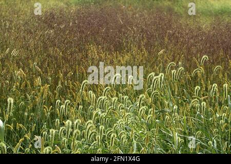 Wild barley grass; hare barley or common foxtail weed. Seed heads in ...