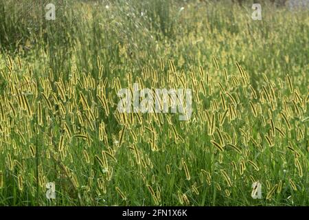 Green heads of Barley Grass weed Hordeum leporinum Family Poaceae ...