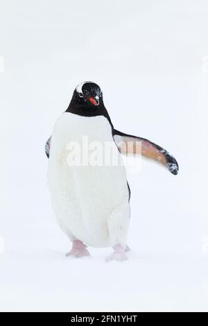 Gentoo penguin walking on snow winter overcast day Stock Photo - Alamy