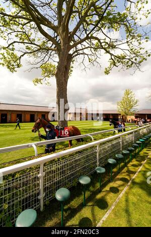 PRE PARADE RING YORK RACECOURSE YORK RACECOURSE YORK ENGLAND 14 May ...