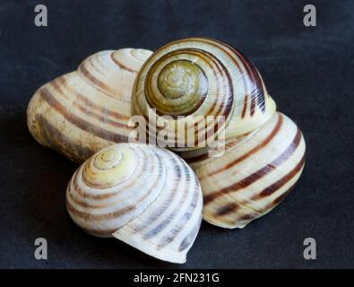 The colour of the shell lip is diagnostic in identifying the White ...