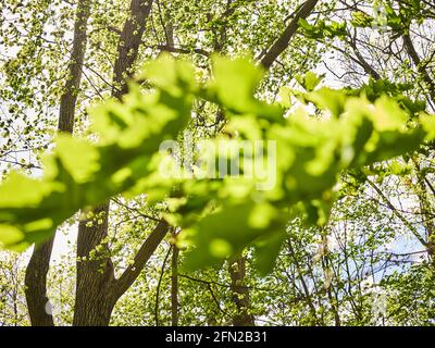 Maple trees in Spring, Lancaster County, Pennsylvania, USA Stock Photo ...