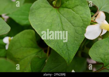 Houttuynia cordata vegetables Stock Photo - Alamy