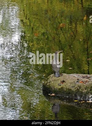 Shag perched riverside on an attractive stretch of the River Teign near ...