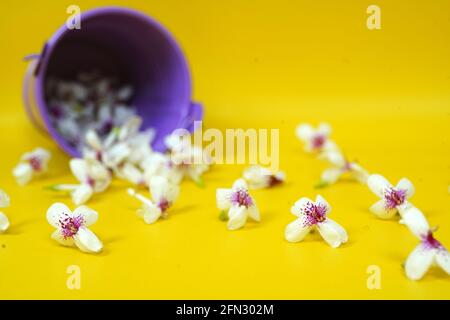 Bucket with beautiful white flowers spilled on the yellow surface Stock ...