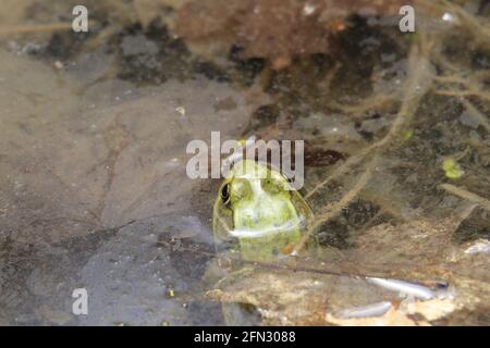 A small frog swimming in a natural pond in the hamlet of Arnac, part of ...