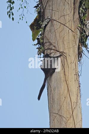 Black flying squirrel (Aeromys tephromelas), Black Flying Squirrels ...