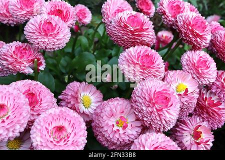 Bellis perennis ‘Bam Bam Red’ Double daisy – bicolored flowers with red ...