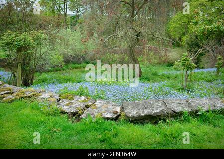 Field Mouse and Forget Me Nots Yorkshire England Stock Photo - Alamy