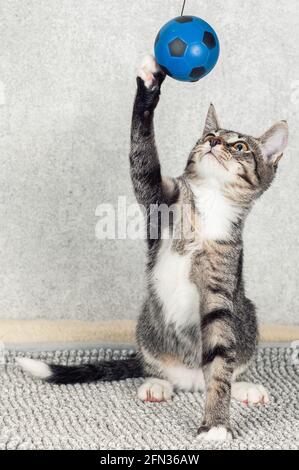 A striped mongrel kitten plays with a blue small ball. Gray background ...