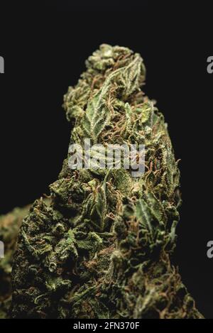 Macro close up portrait of Amnesia Cannabis Marijuana Dry Buds ...
