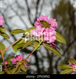 Rhododendron – Olga Mezitt flowering in spring, natural plant portrait ...